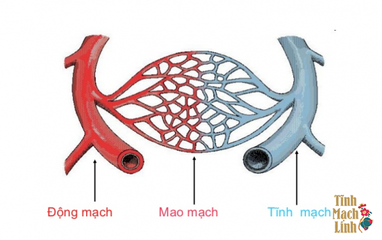Động mạch, tĩnh mạch, mao mạch khác nhau như thế nào?